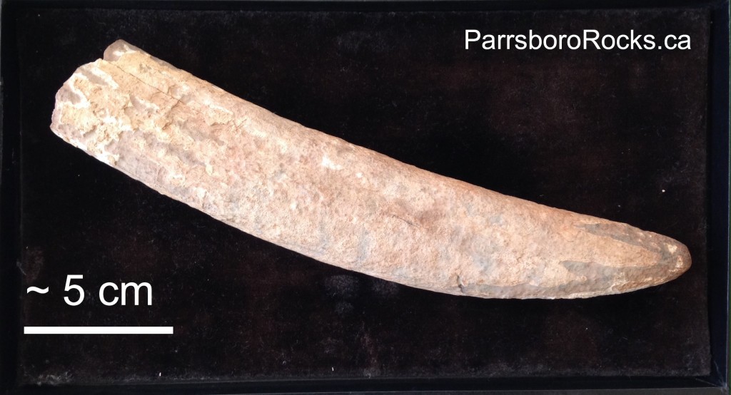 Fossil Collection - Parrsboro Rock Shop Project